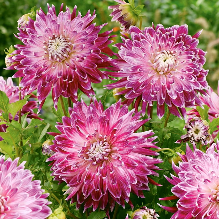 Van Zyverden Dahlia Vancouver® Dormant Flower Bulb Full Sun Van Zyverden Dahlia Vancouver® Dormant Flower Bulb Full Sun