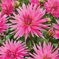 Van Zyverden Dahlias Blues Record, 3 Bulbs, Pink, Full Sun, Annual ... Van Zyverden Dahlias Blues Record, 3 Bulbs, Pink, Full Sun, Annual ...