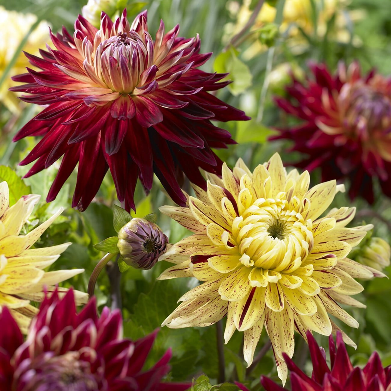 Van Zyverden Dahlias Cambridge Island Blend, 7 Bulbs, Multi-color ...