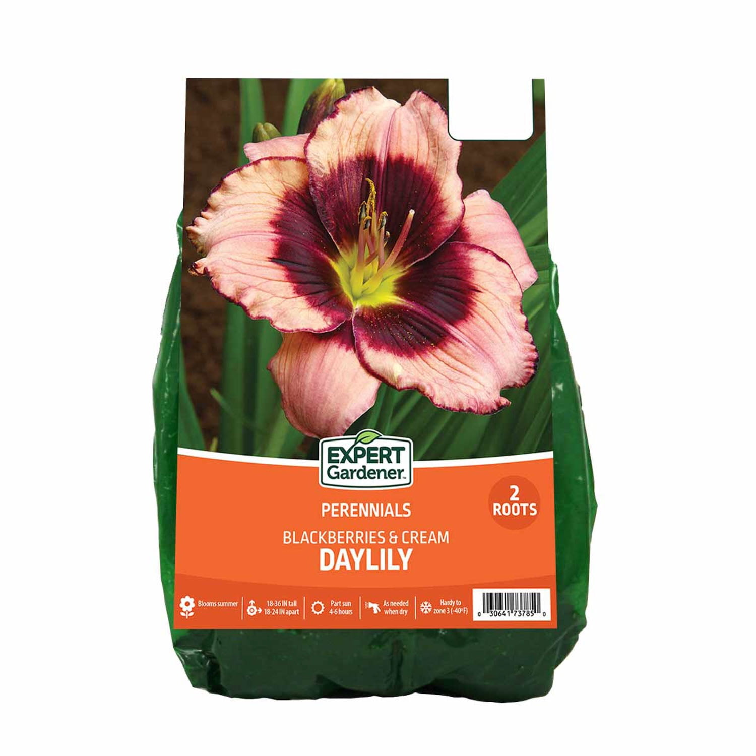 Expert Gardener Daylily Blackberries & Cream Perennials with Multi ...