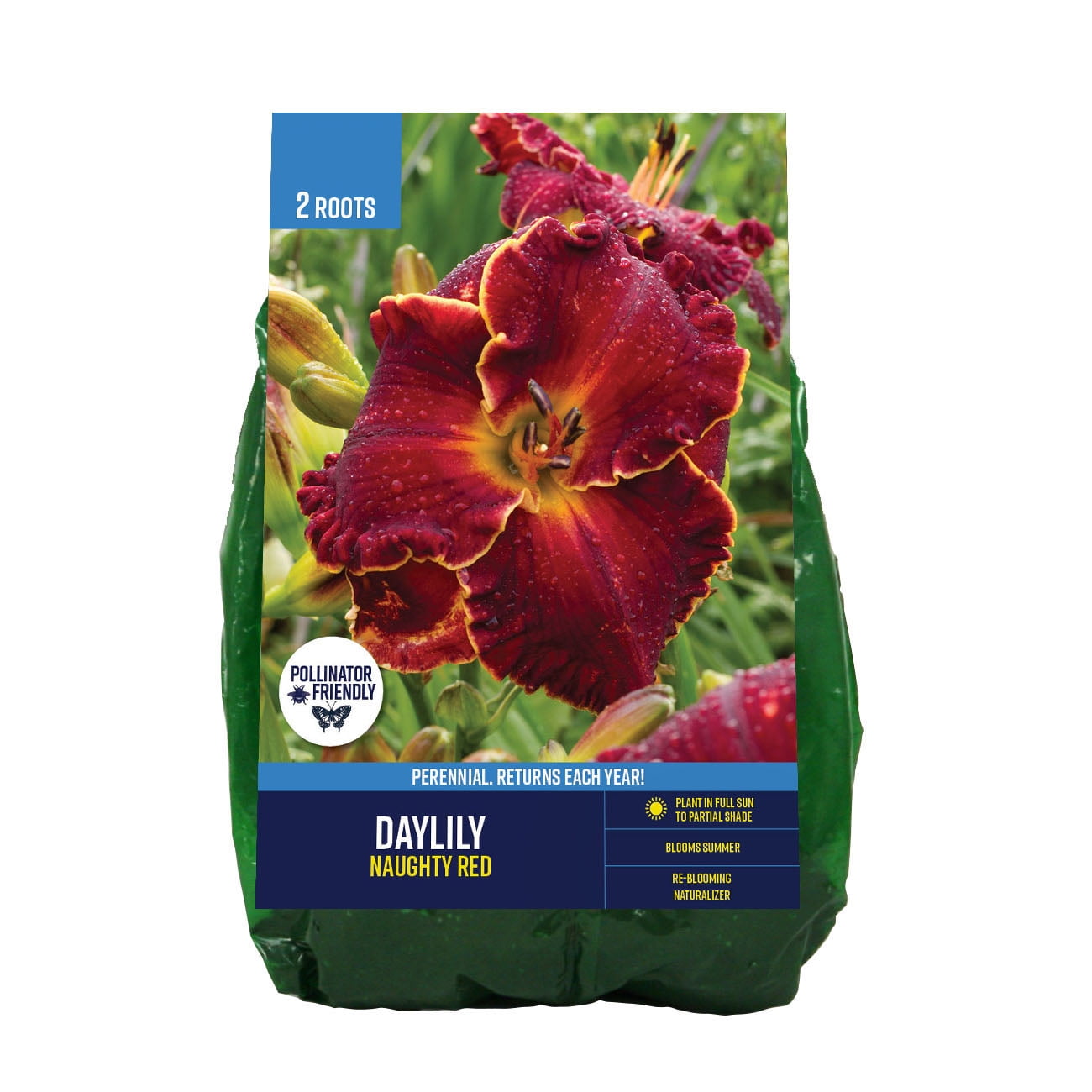 Van Zyverden Daylily Naughty Red (Set of 2 Dormant Bare Roots) Partial ...