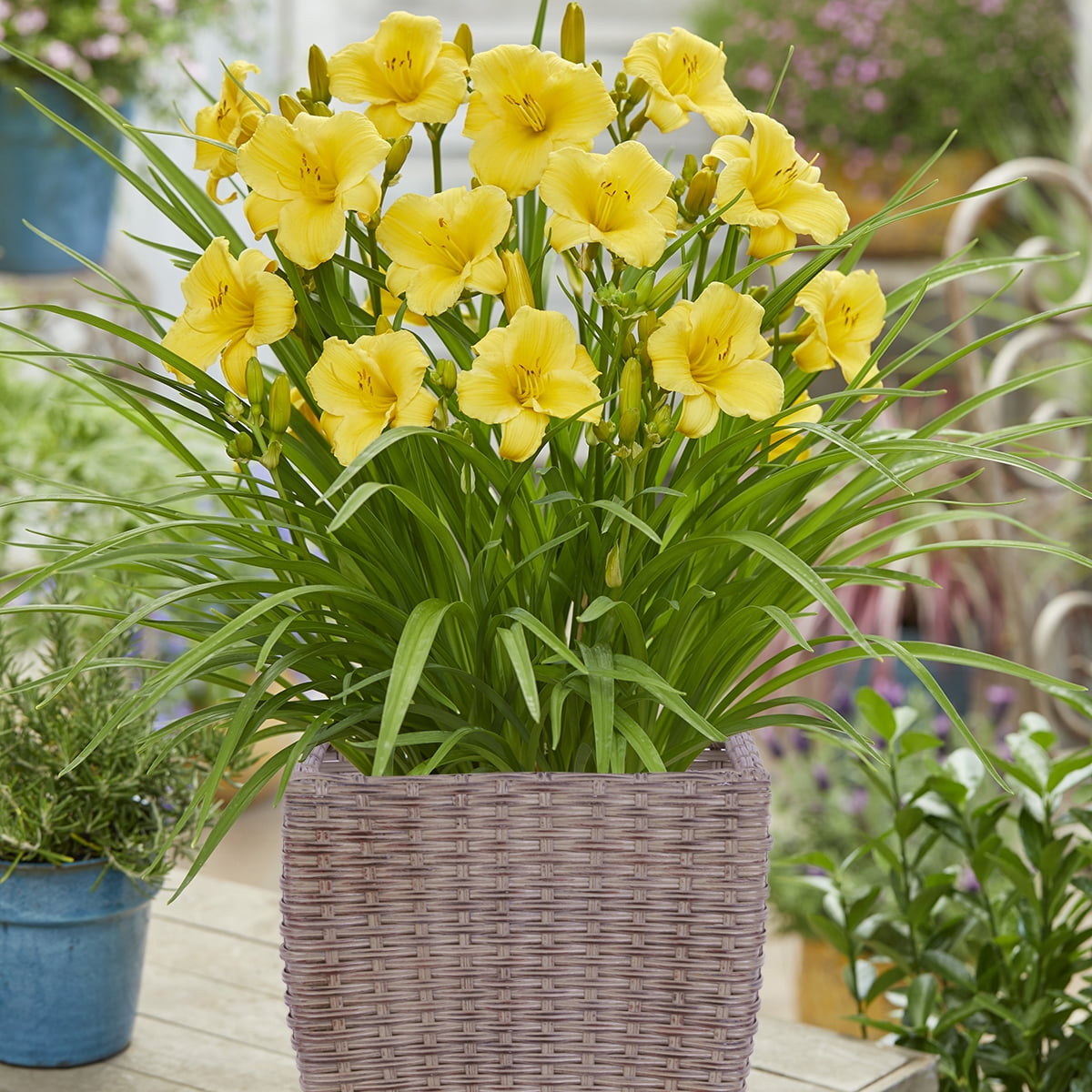 Van Zyverden Daylily Patio Kit with Decorative Rattan Planter Planting ...