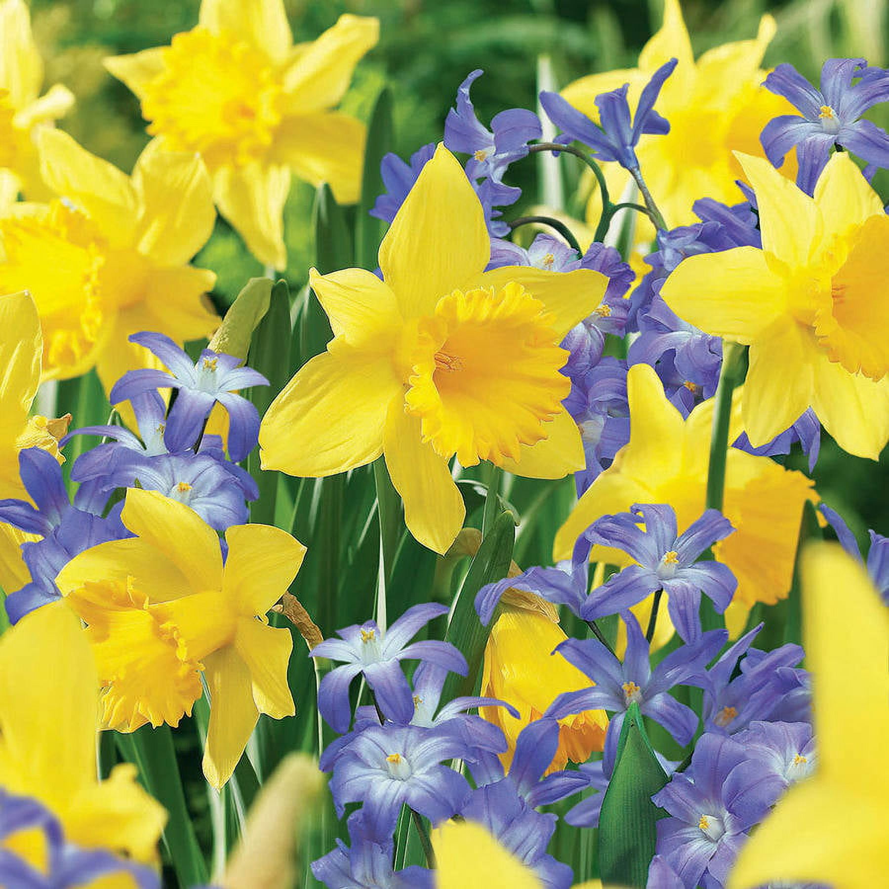 Van Zyverden Deer-Resistant Bulb Garden 50 Bulbs Multicolor Partial Sun ...