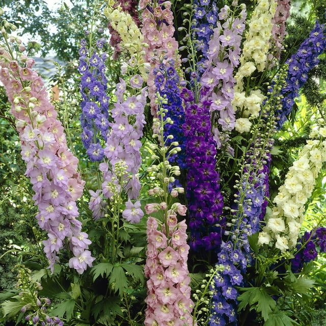 Van Zyverden Delphinium Giant Cottage Style Mixed 5 Plant Roots ...