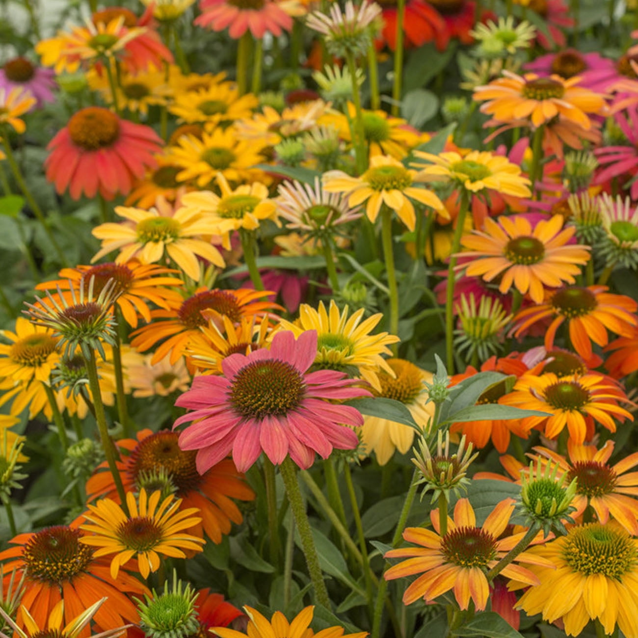 Van Zyverden Echinacea Cheyenne Spirit Set of 5 Plant Roots Multicolor ...