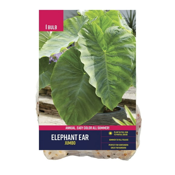Elephant Ear Bulbs in Plant Bulbs - Walmart.com