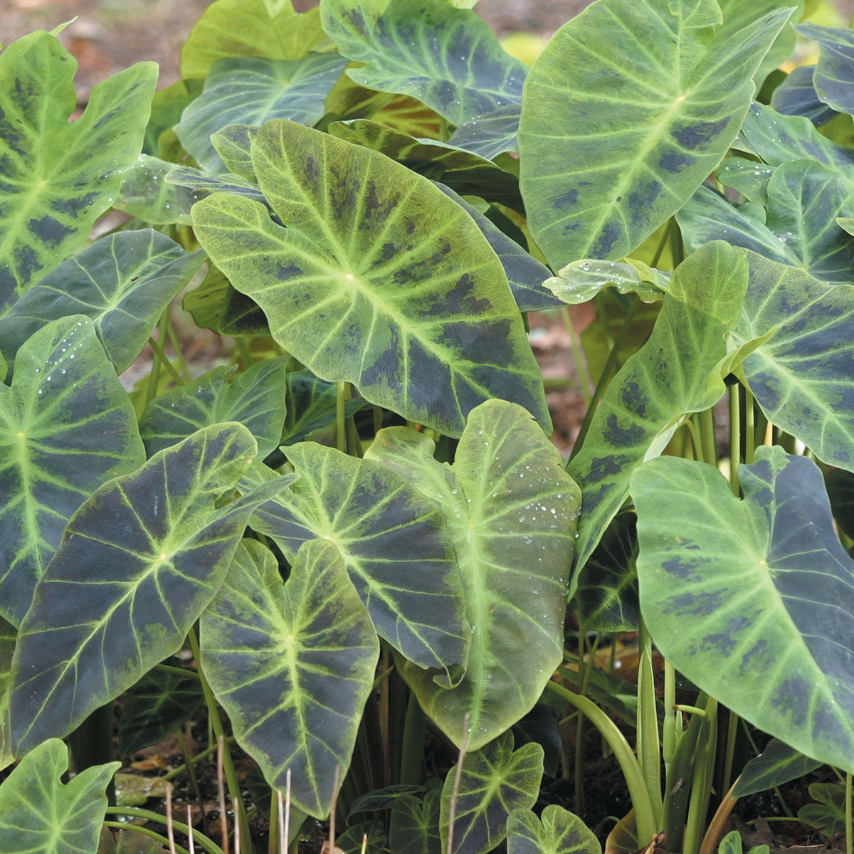 Van Zyverden Elephant Ears Antiquorum Illustris Set of 1 Bulb Green ...