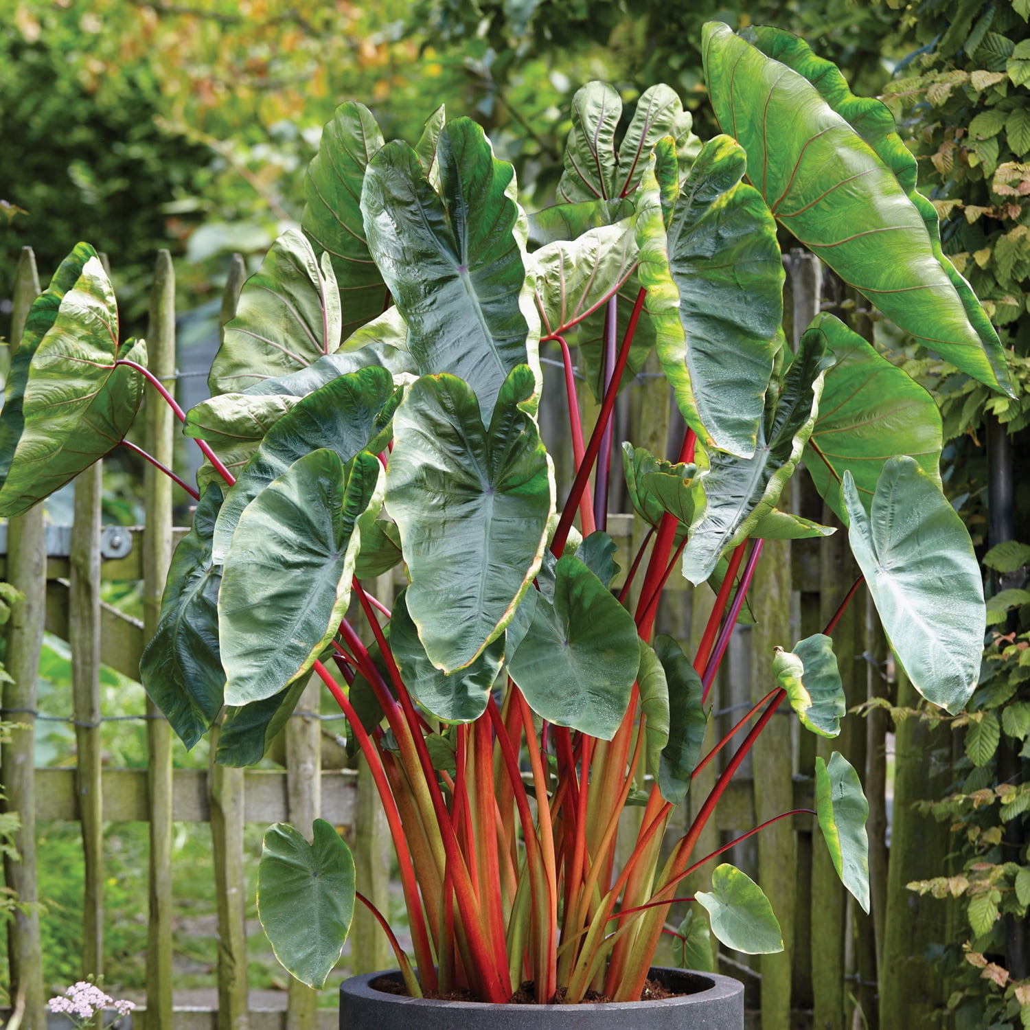 Van Zyverden Elephant Ears Plant Bulbs, Annual Bloom - Walmart Business ...