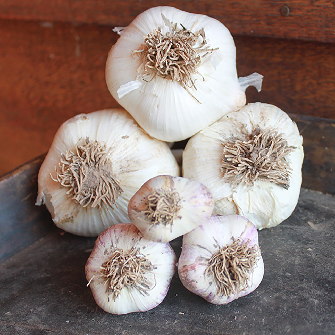 Van Zyverden Elephant Garlic Set of 3 Cloves White Full Sun Perennial ...
