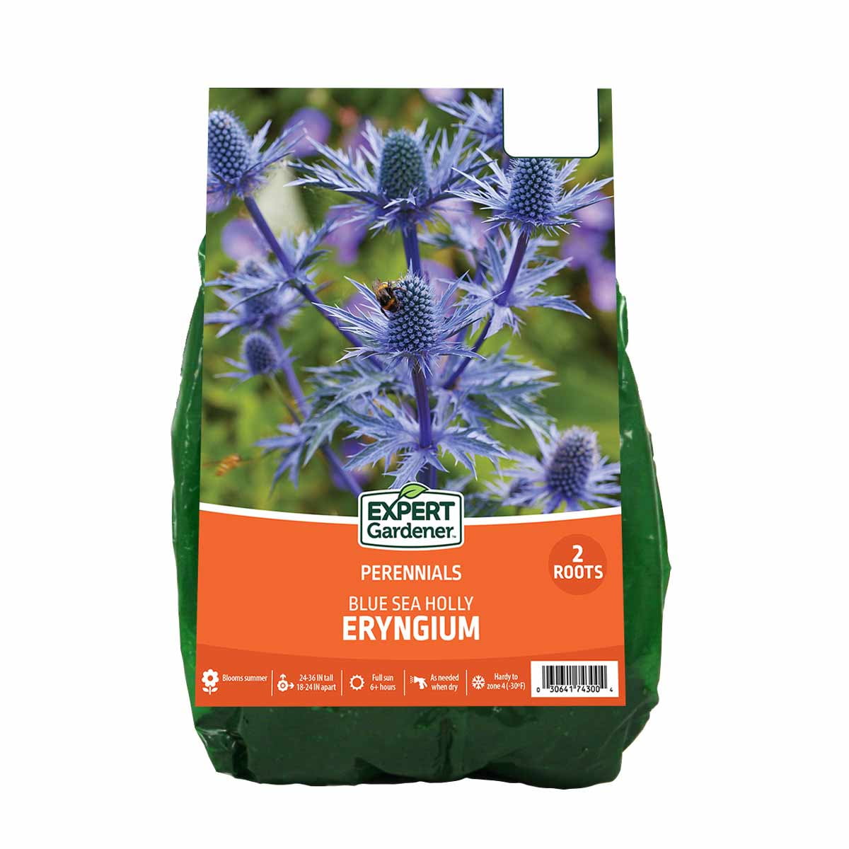 Expert Gardener Eryngium Blue Sea Holly Set of 2 Dormant Bare Roots ...
