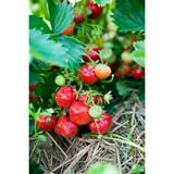 Van Zyverden Ever Bearing Strawberries Ever Sweet Set of 20 Plant Roots ...