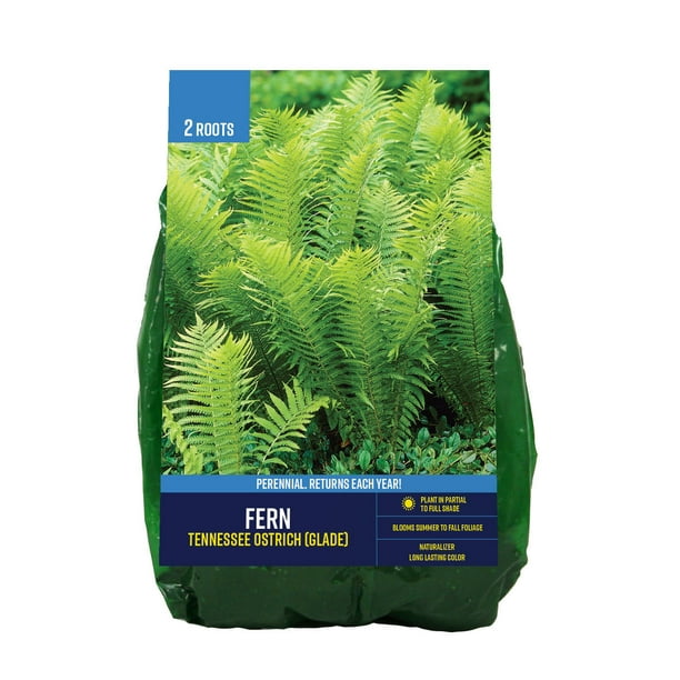 Van Zyverden Fern Tennessee Ostrich (Set of 2 Dormant Bare Roots) Full ...