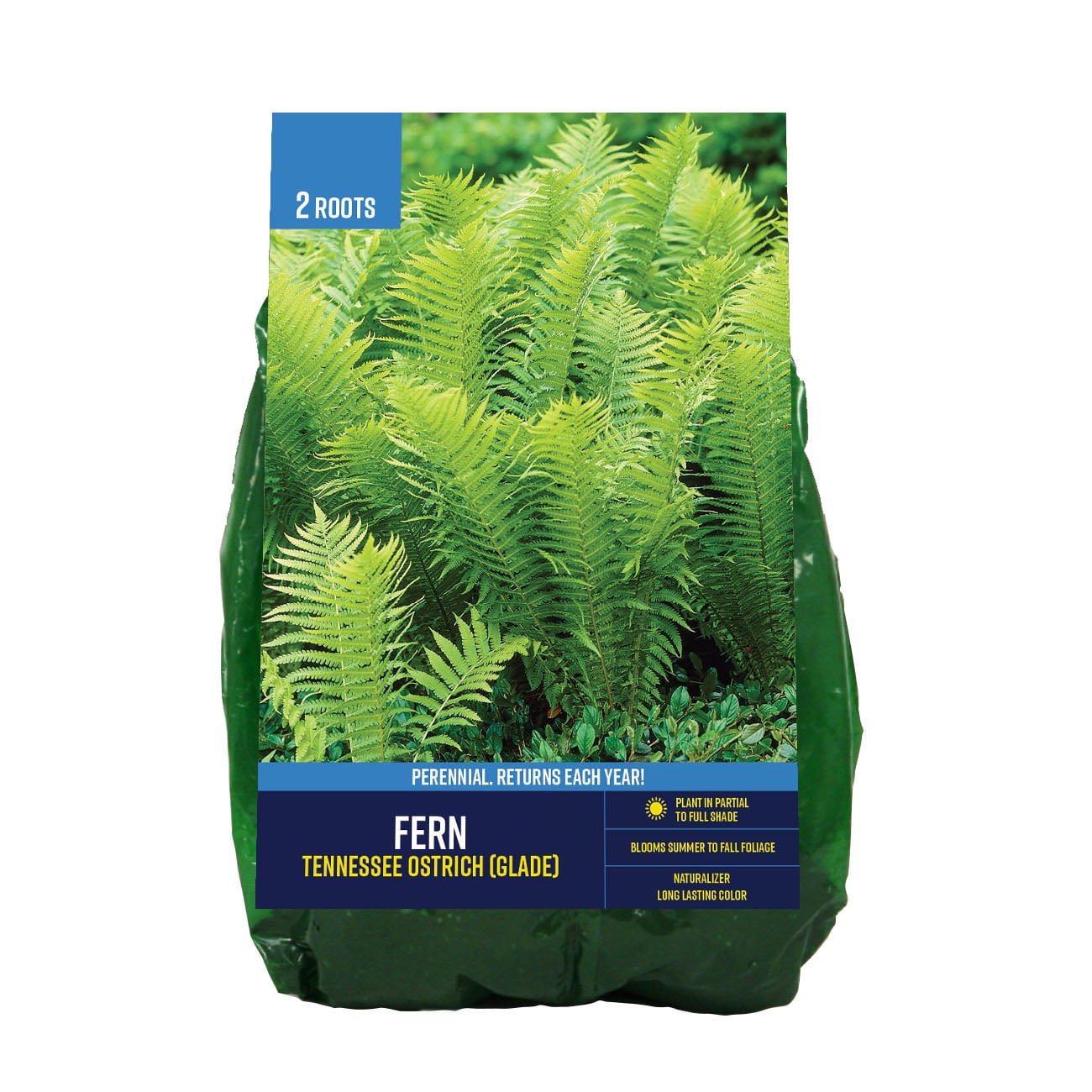 Van Zyverden Fern Tennessee Ostrich (Set of 2 Dormant Bare Plant Roots ...