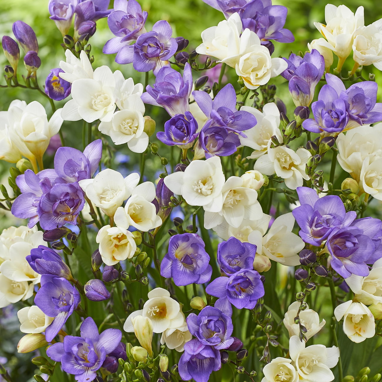 Van Zyverden Flower Shop Freesia Blend #14, Dormant Flower Bulb, Full ...