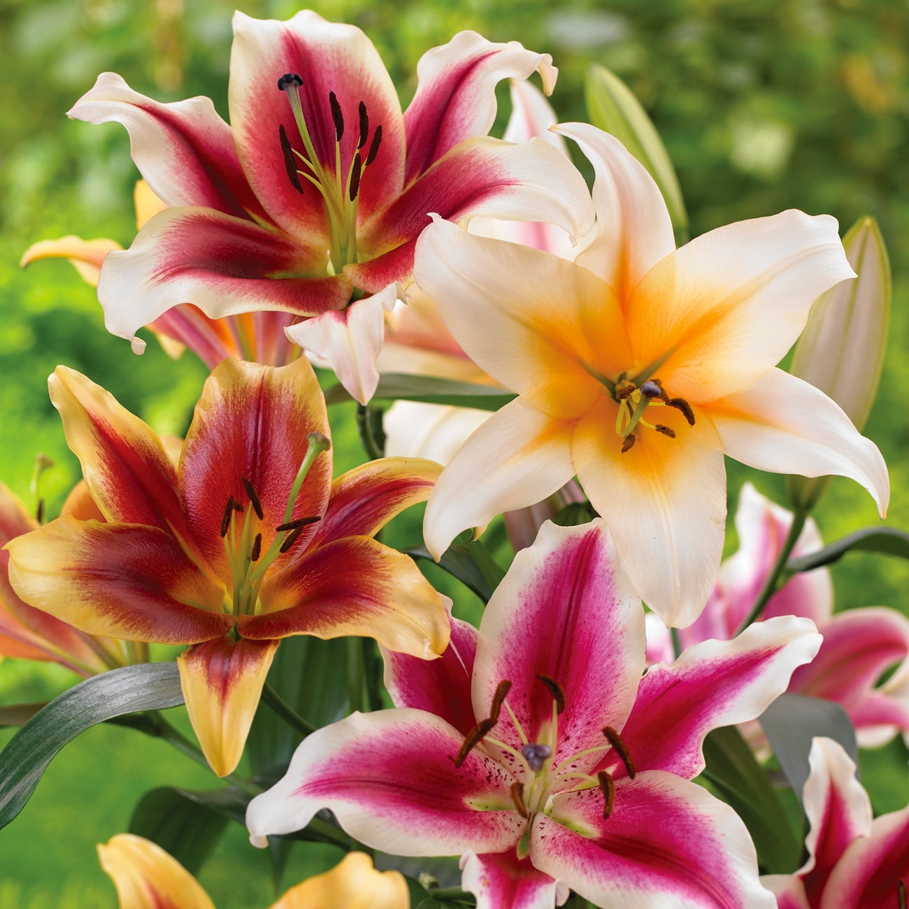 Van Zyverden Fragrant Garden Dormant Bulb, Partial Sun, Multicolor ...