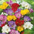 Van Zyverden Freesia Mix Dormant Flower Bulb Partial Sun; 3-6hrs Multi ...