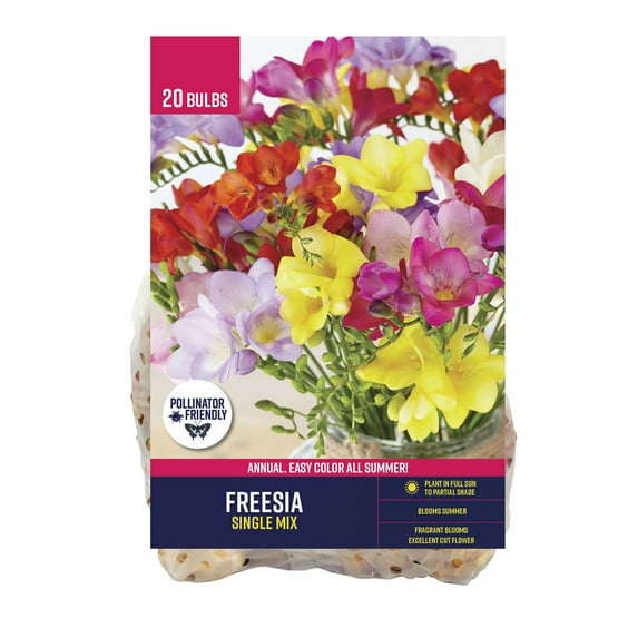 Expert Gardener Freesia Mix Bulbs Multi-Color Partial Sun Flower Bulb ...