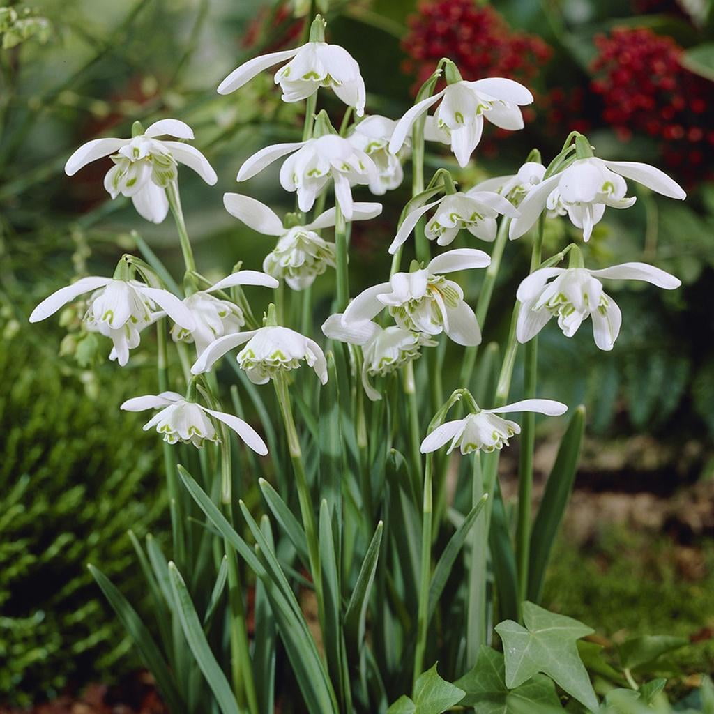 Van Zyverden Galanthus Snowdrops Set of 12 Bulbs White Partial Sun ...