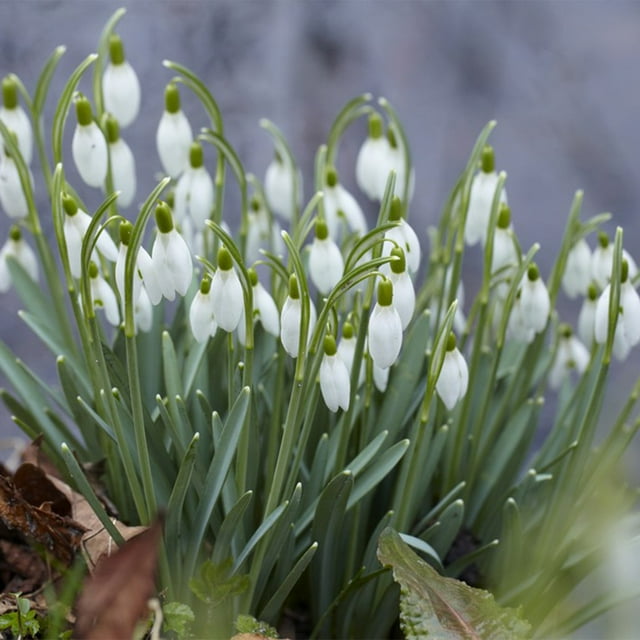 Van Zyverden Galanthus Snowdrops Set of 5 Bulbs White Partial Sun ...