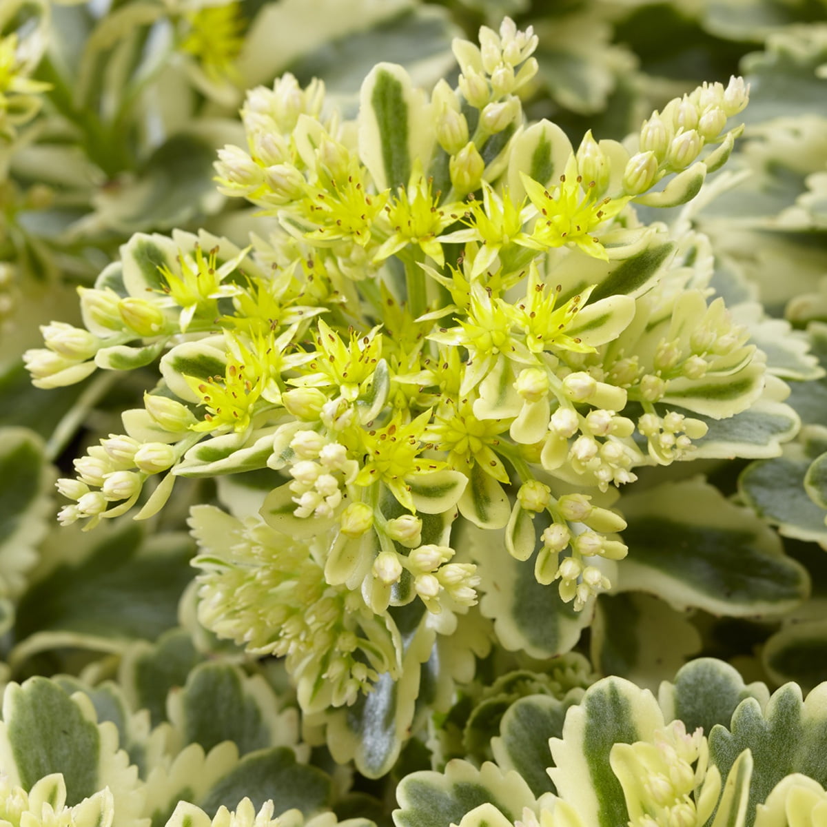 Van Zyverden Garden Succulent Atlantis Set of 1 Plant Root Multicolor ...