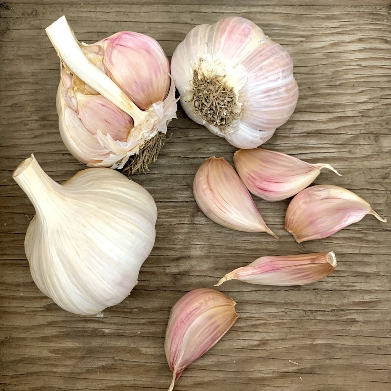 Van Zyverden Garlic Hardneck Porcelain Northern Extra Hardy Set of 3 ...