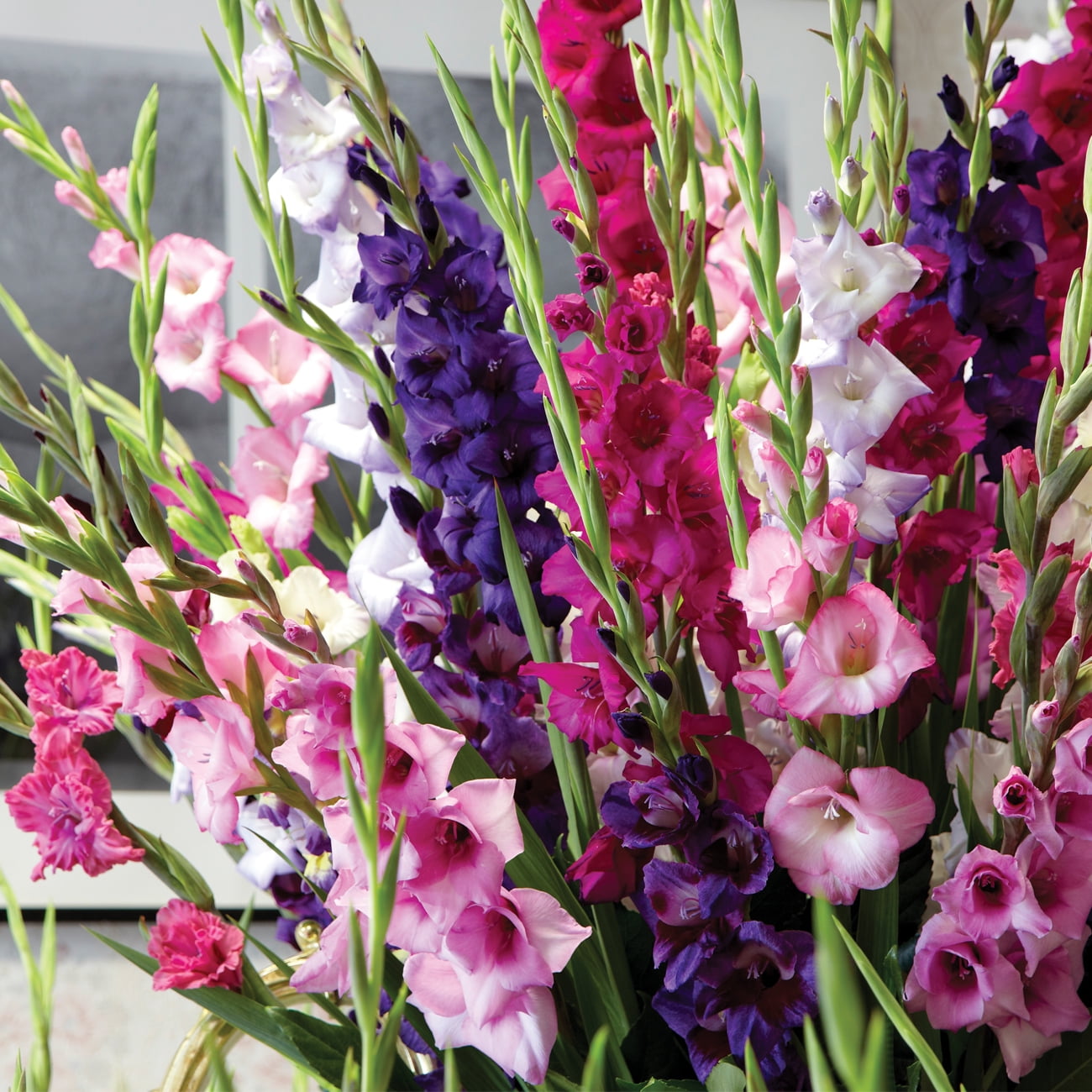 Van Zyverden Gladiolus French Macaron Mix Flower Bulb Partial Sun; 3 ...