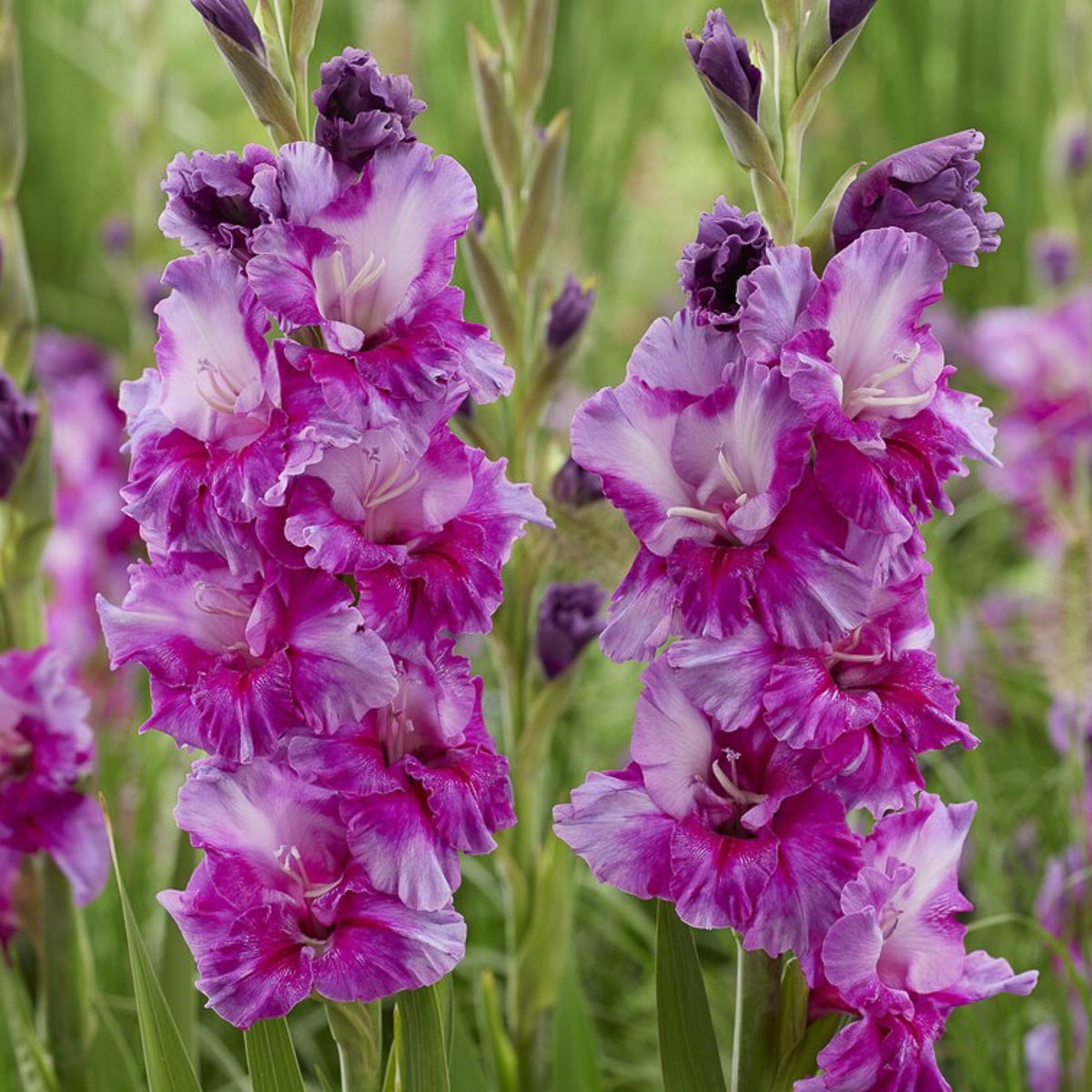 Van Zyverden Gladiolus Large Flowering Purple Art Set of 12 Bulbs Purple Partial Sun - Walmart.com