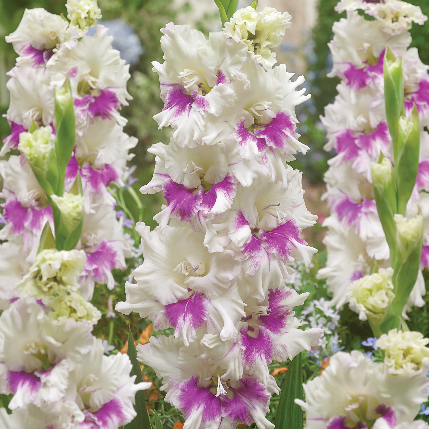 Van Zyverden Gladiolus Looks to Thrill, Dormant Bulb, Partial Sun ...