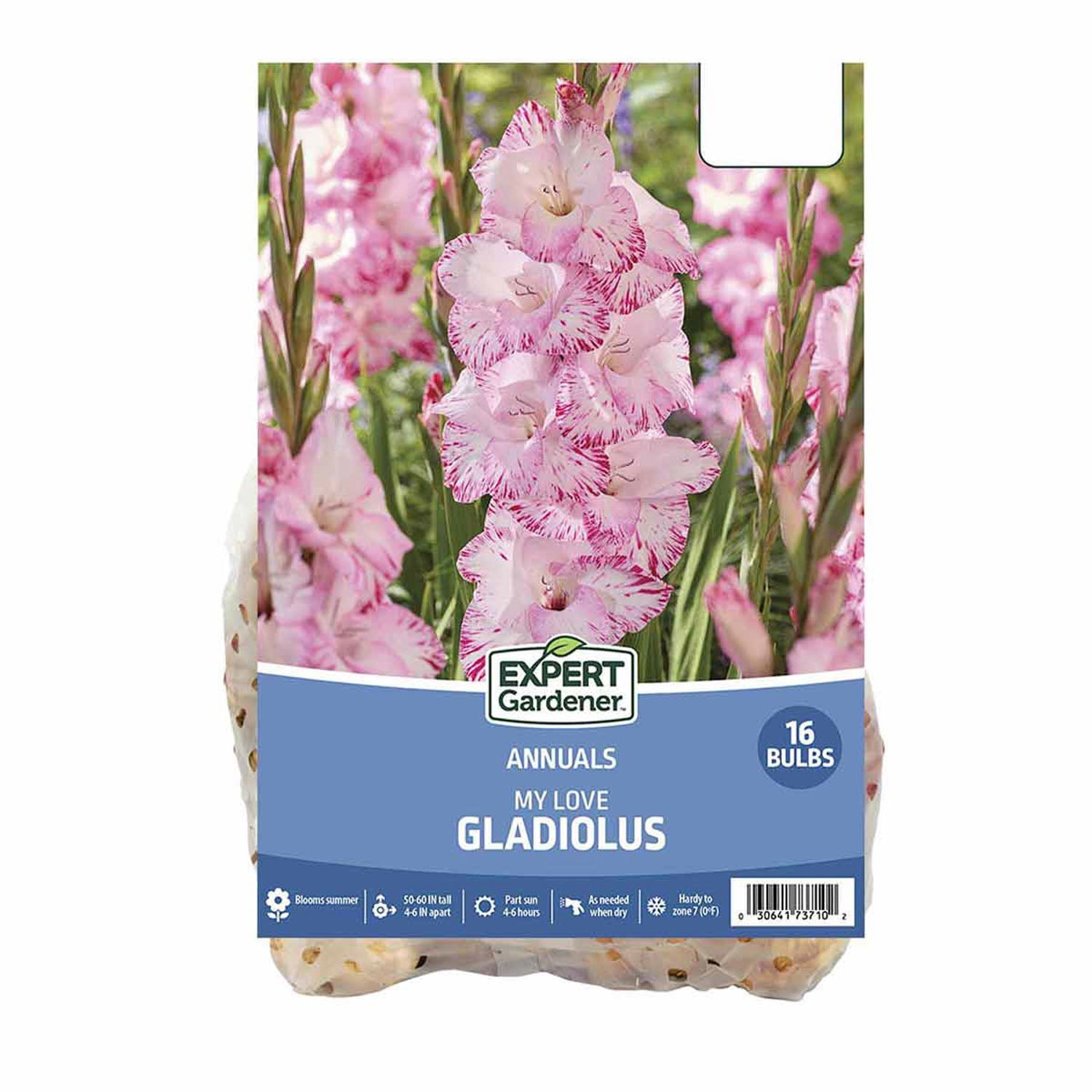 Expert Gardener Gladiolus My Love Set of 16 Dormant Bulbs Partial Sun ...