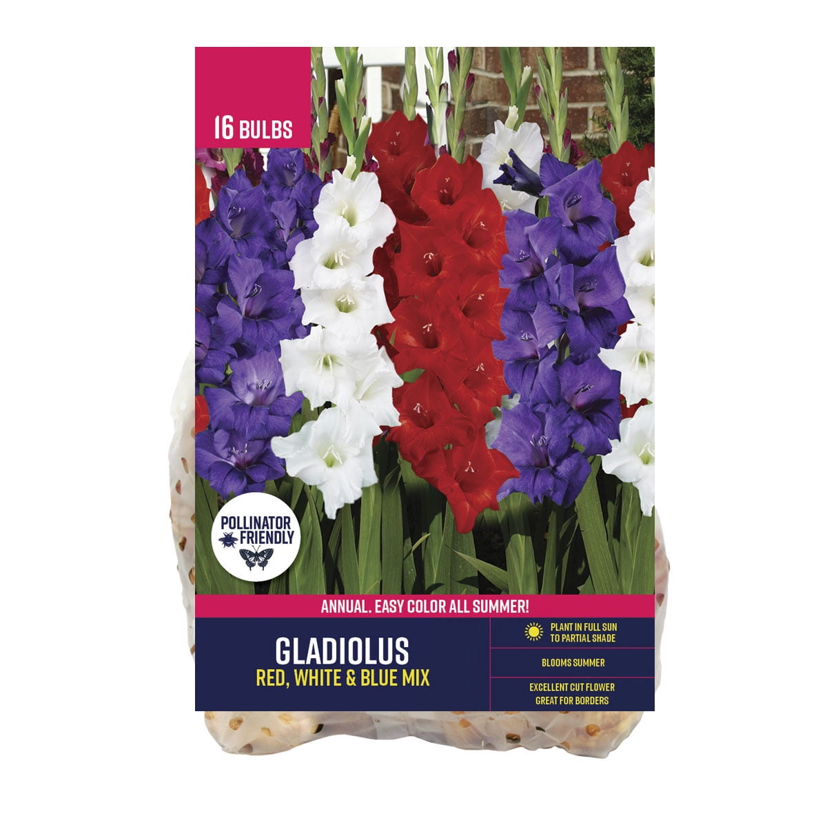 Van Zyverden Gladiolus Red White & Blue Patriotic Mix (Set of 16 ...
