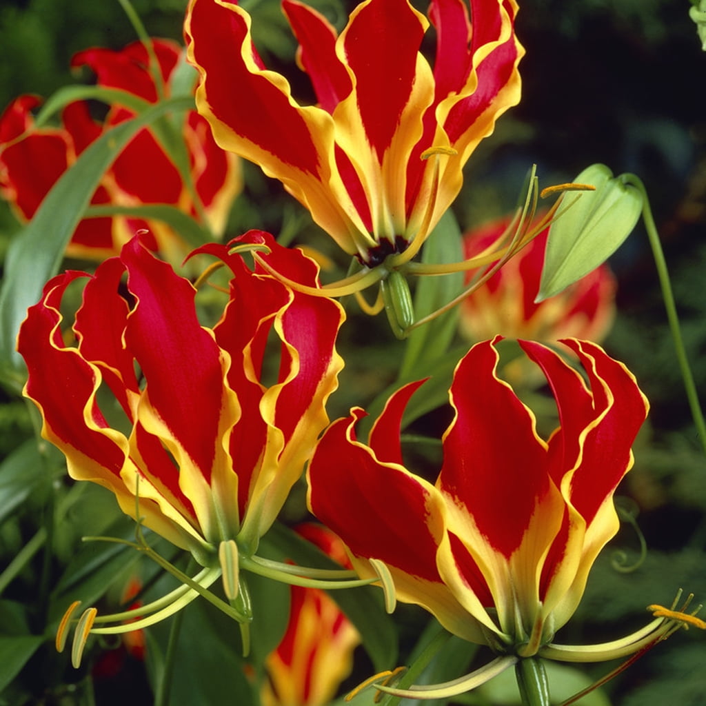 Van Zyverden Gloriosa Rothschildiana 3 Plant Roots Multicolor Shade ...