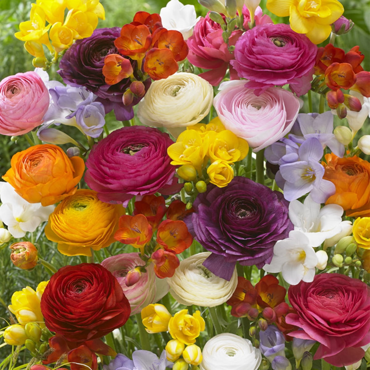 Van Zyverden Grand Freesia & Ranunculus Blend 75 Bulbs Mixed Partial ...