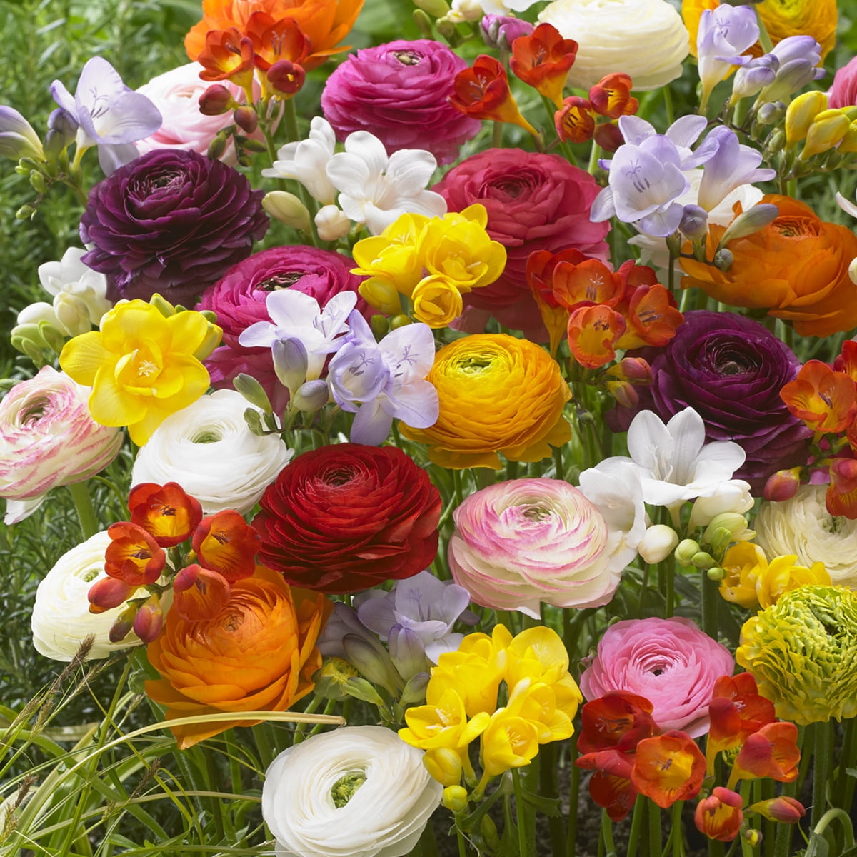 Van Zyverden Grand Freesia and Ranunculus Blend, 10 Bulbs, Multi-color ...