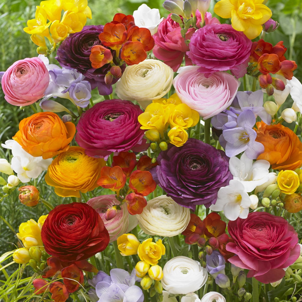 Van Zyverden Grand Freesia and Ranunculus Blend Set of 10 Bulbs ...