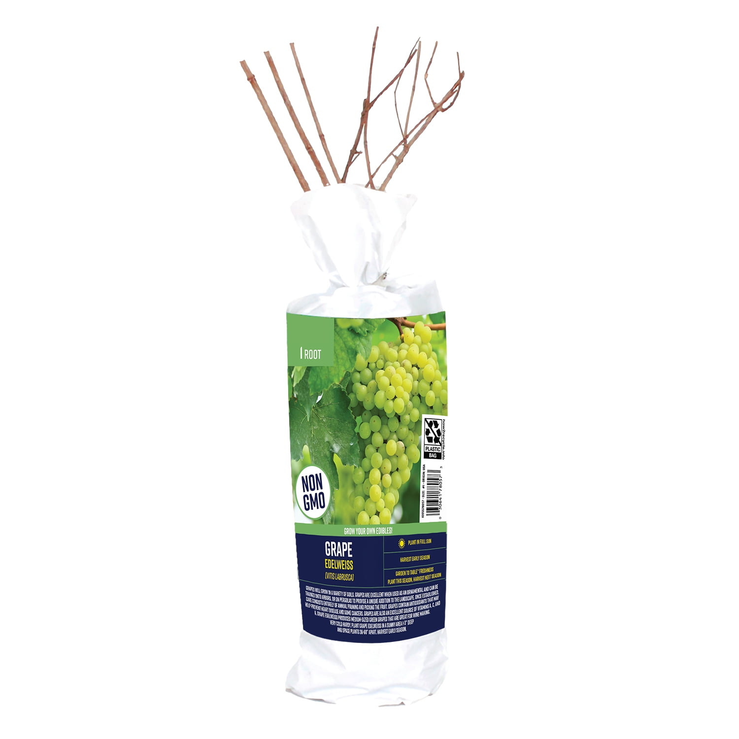 Van Zyverden Grape Edelweiss (1 Dormant Bare Plant Root) Full Sun ...
