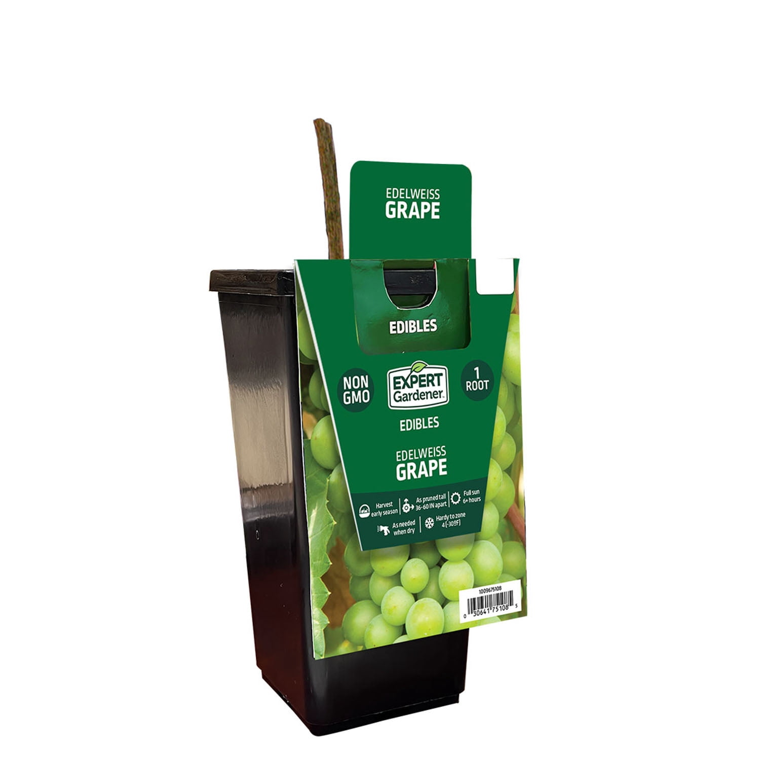 Expert Gardener Edelweiss Grape Root, Full Sun Perennial - Walmart.com
