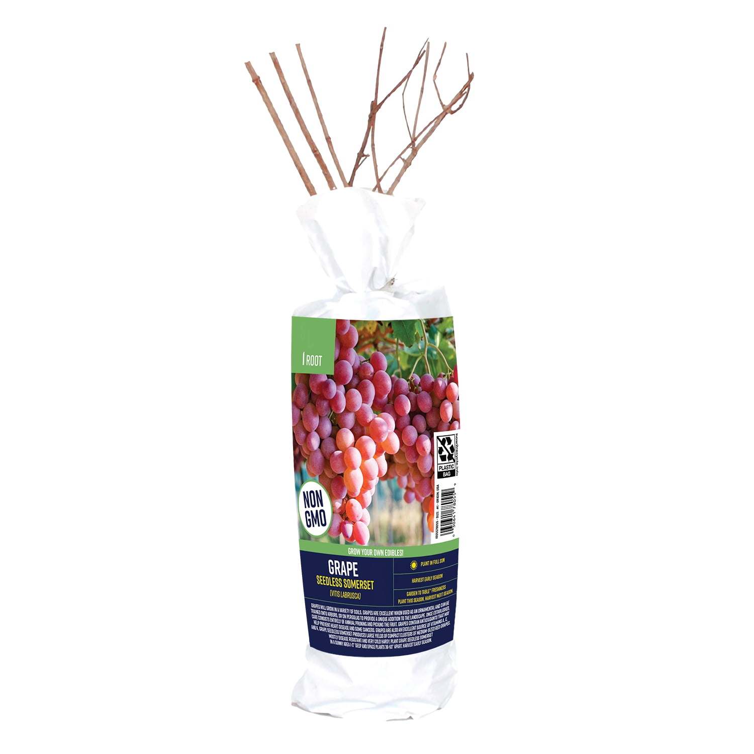 Van Zyverden Grape Seedless Somerset (1 Dormant Bare Plant Root), Full ...
