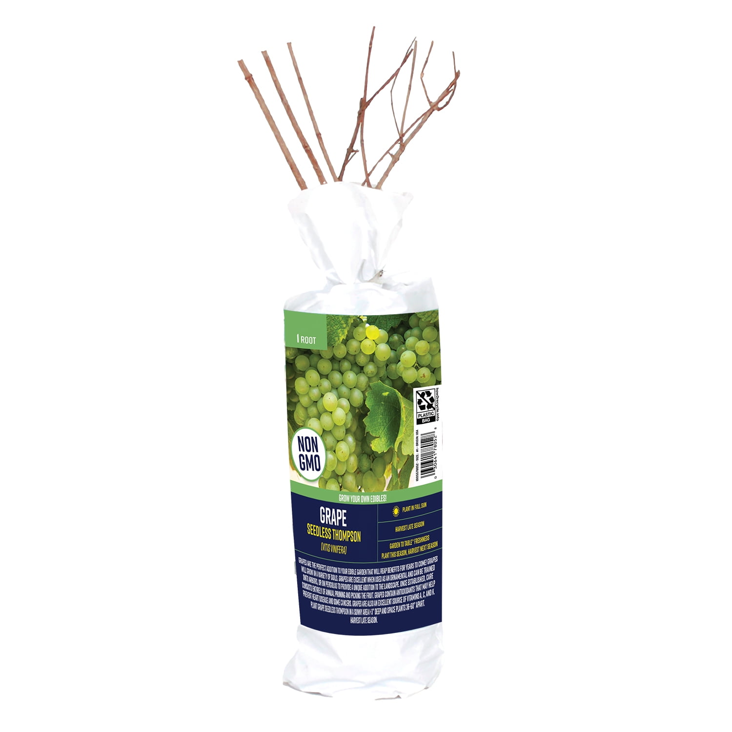 Van Zyverden Grape Seedless Thompson (1 Dormant Bare Plant Root) Full ...