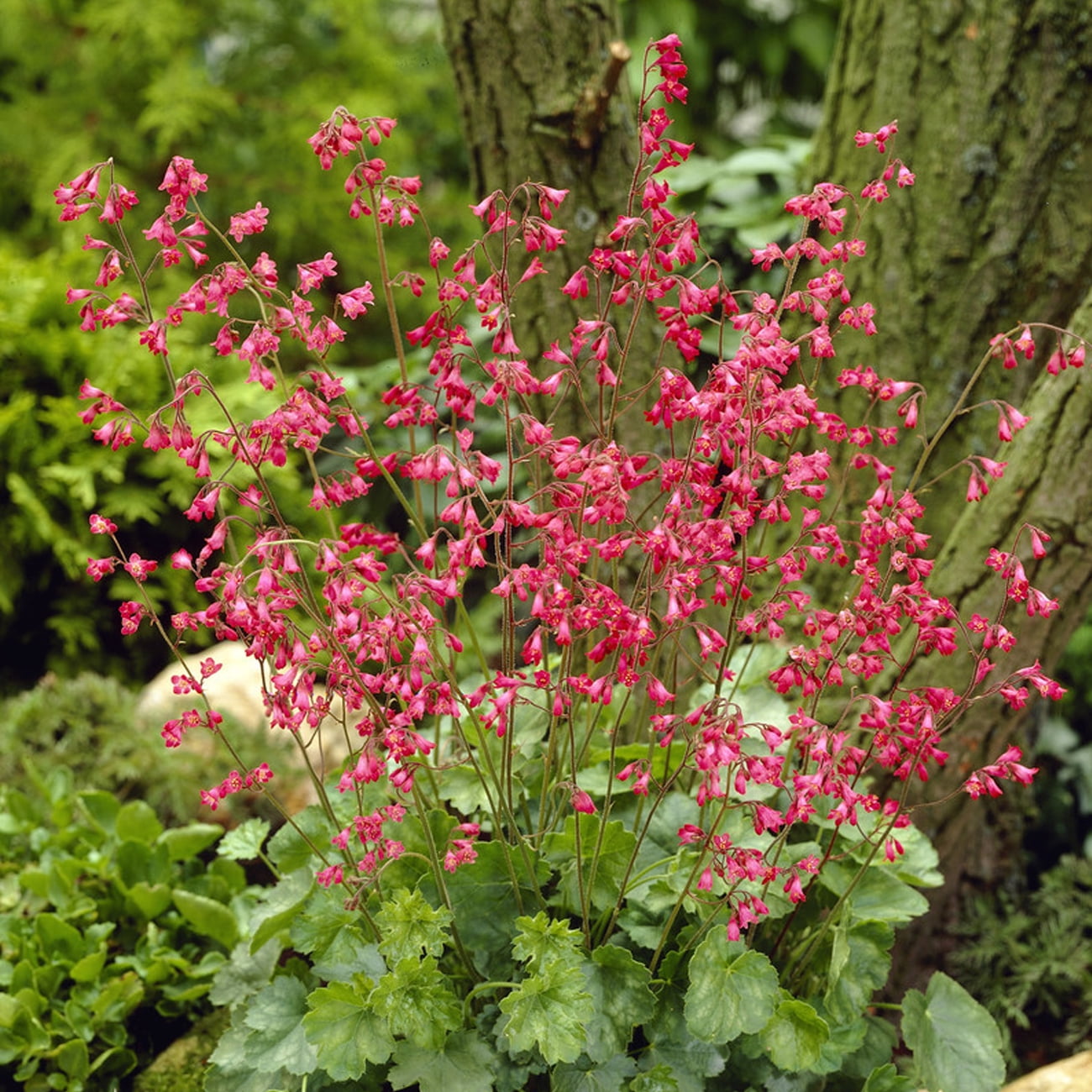 Van Zyverden Heuchera Firefly Set of 5 Plant Roots Pink Partial Sun ...