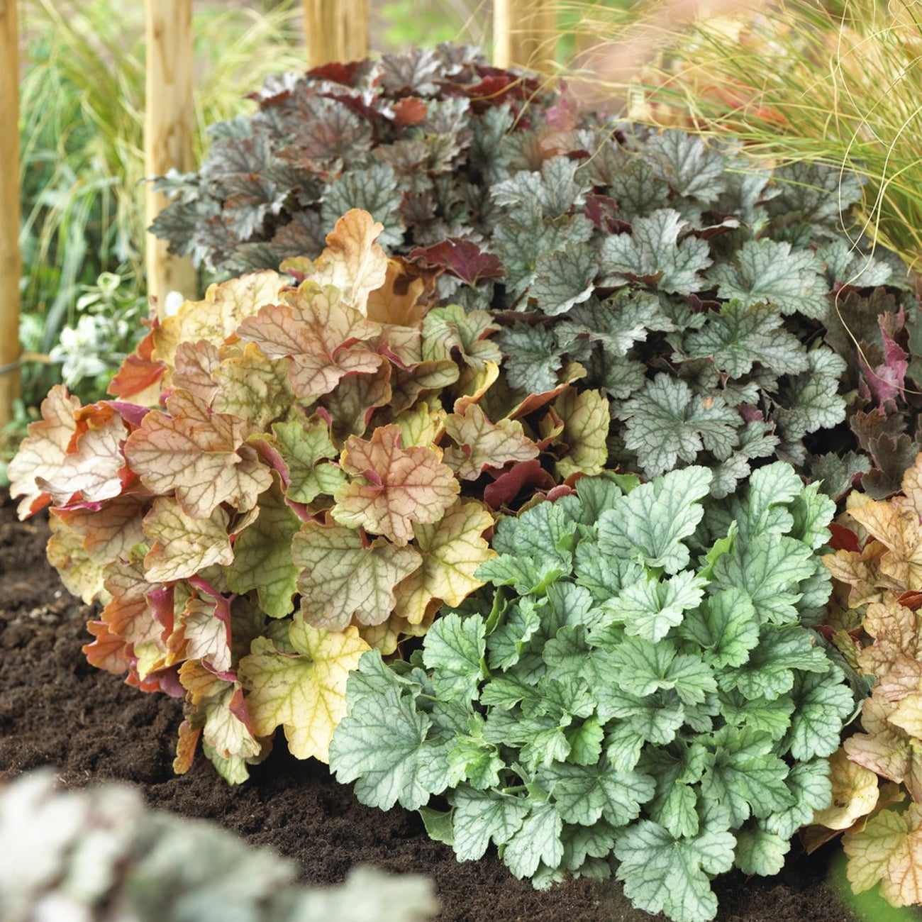 Van Zyverden Heuchera Mixed Set of 5 Plant Roots Multicolor Partial Sun ...