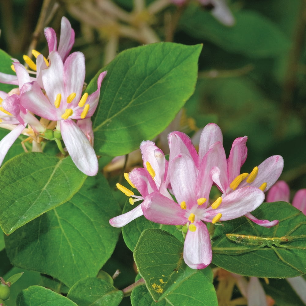 Honeysuckle Varieties