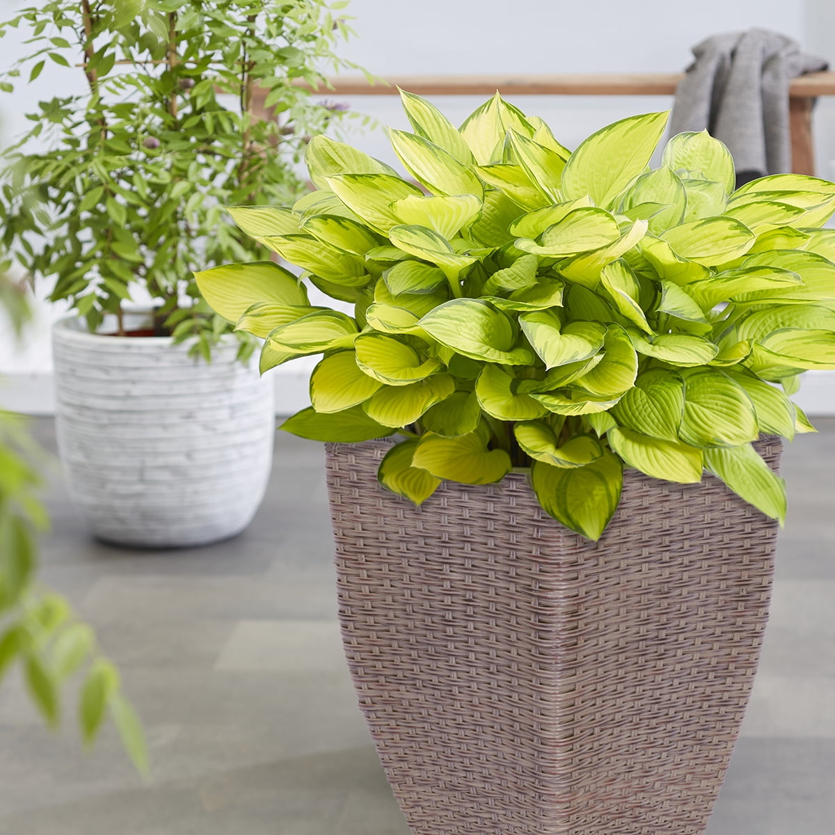 Van Zyverden Hosta Gold Standard Patio Kit with Decorative Rattan ...