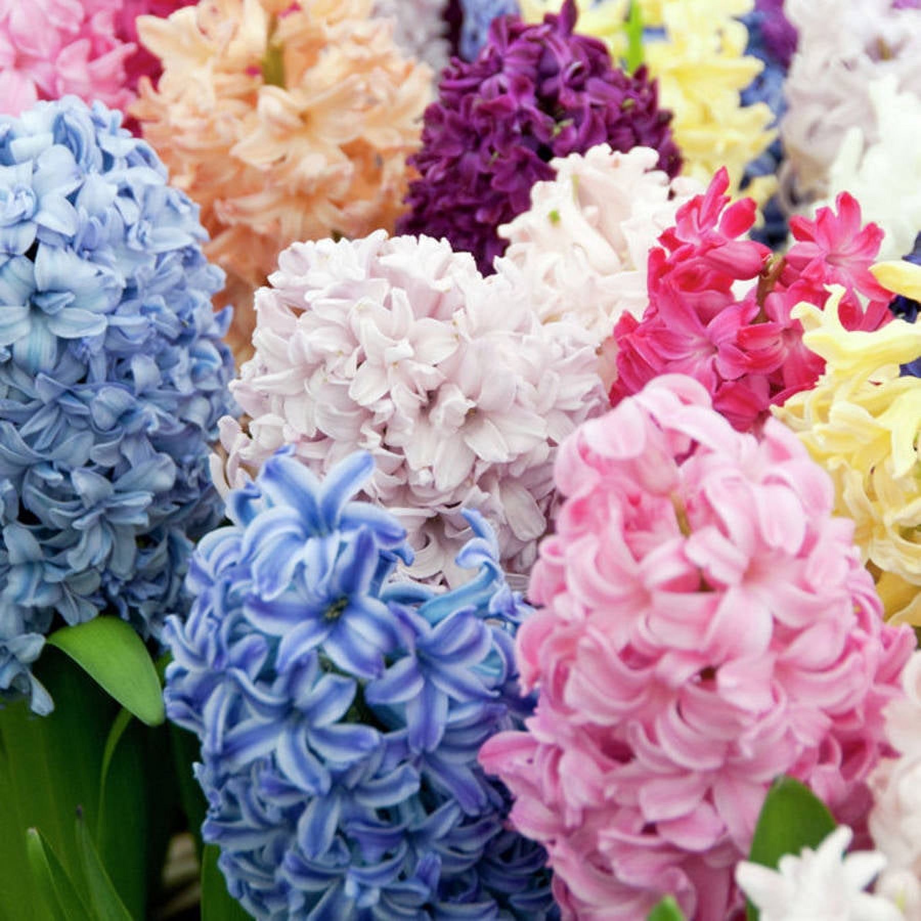 Van Zyverden Tulips Rodeo Blend Set of 15 Bulbs Multi-Color Part Sun ...