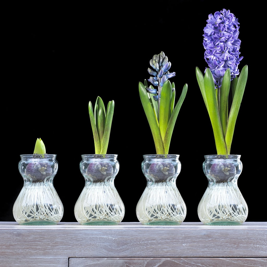 Van Zyverden Hyacinth Kit Blue with Clear Artisan Glass 1 Bulb Partial ...
