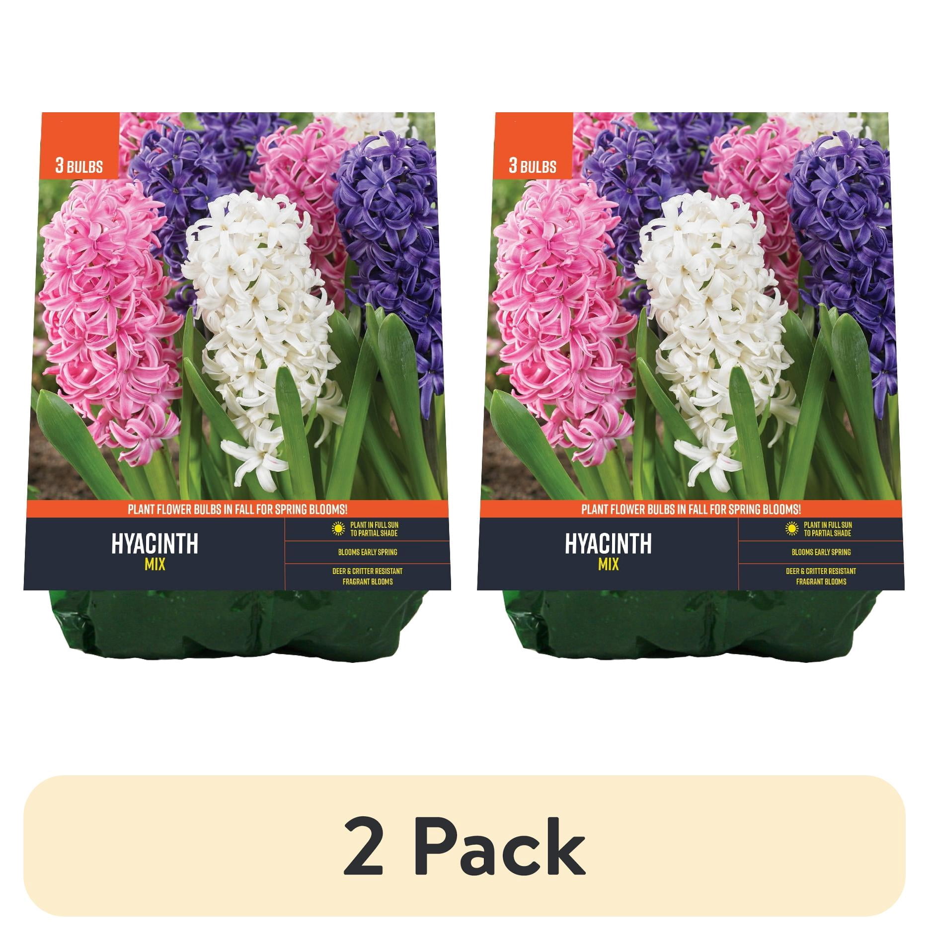 (2 pack) Van Zyverden Hyacinth Mix (Set of 3 Dormant Bulbs) Partial Sun ...