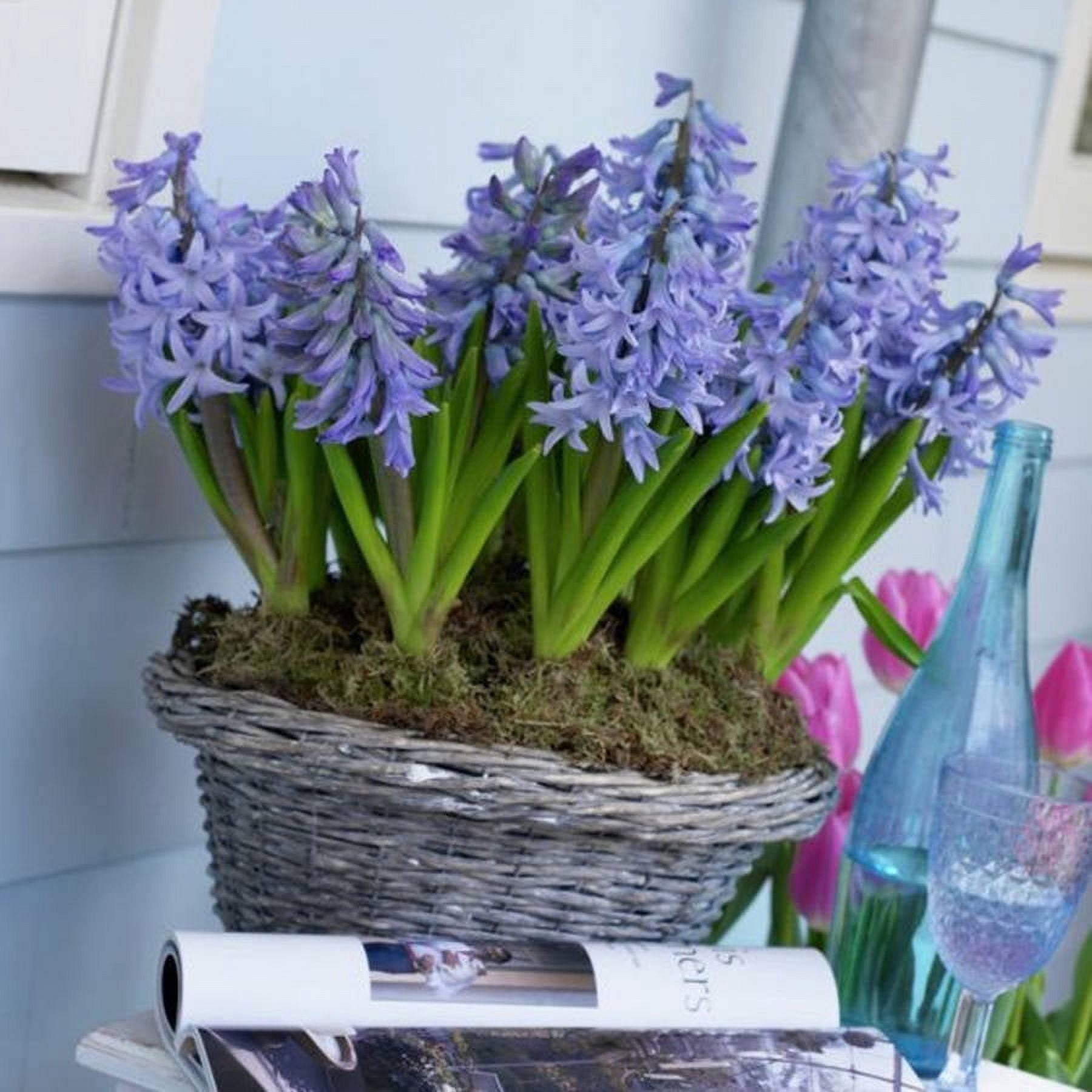 Van Zyverden Hyacinths Fragrant Baby Blue Set of 10 Bulbs Blue Partial ...