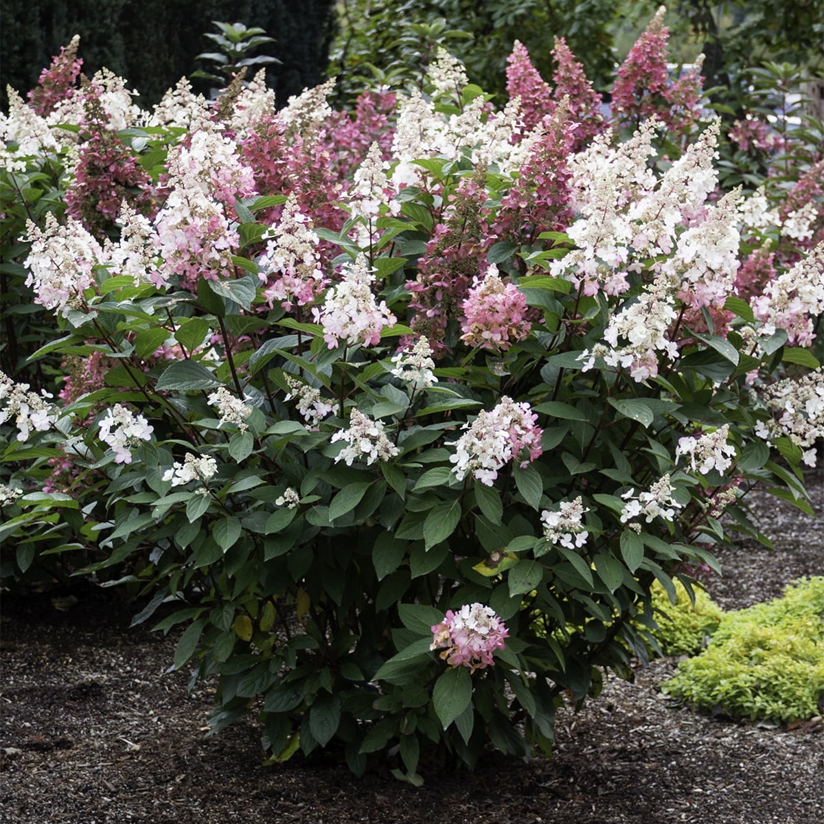 Van Zyverden Hydrangea Candelabra® 4" Potted Rocketliners® Live Plant ...