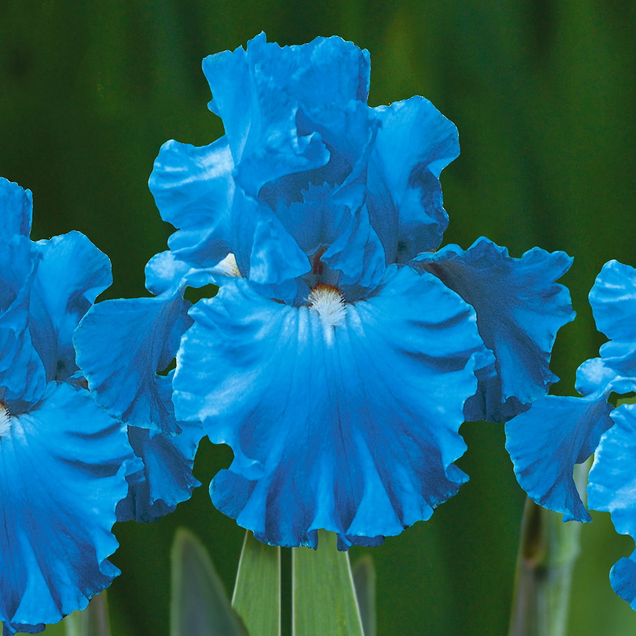 Blue Bearded Iris Flower