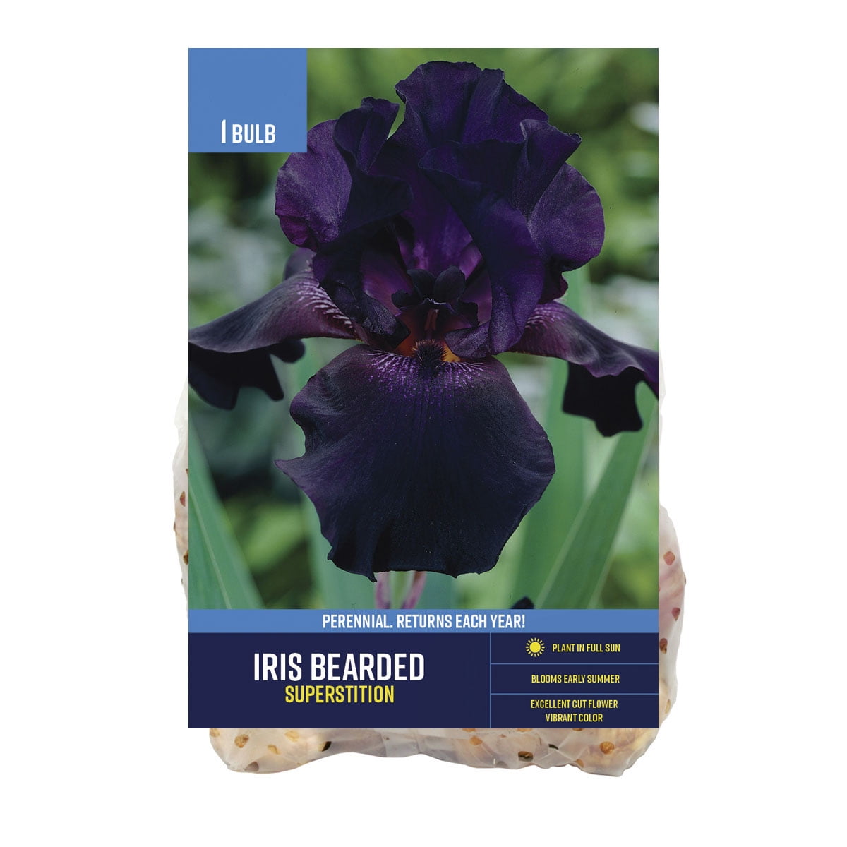Van Zyverden Iris Bearded Superstition (1 Dormant Bulb) Full Sun ...