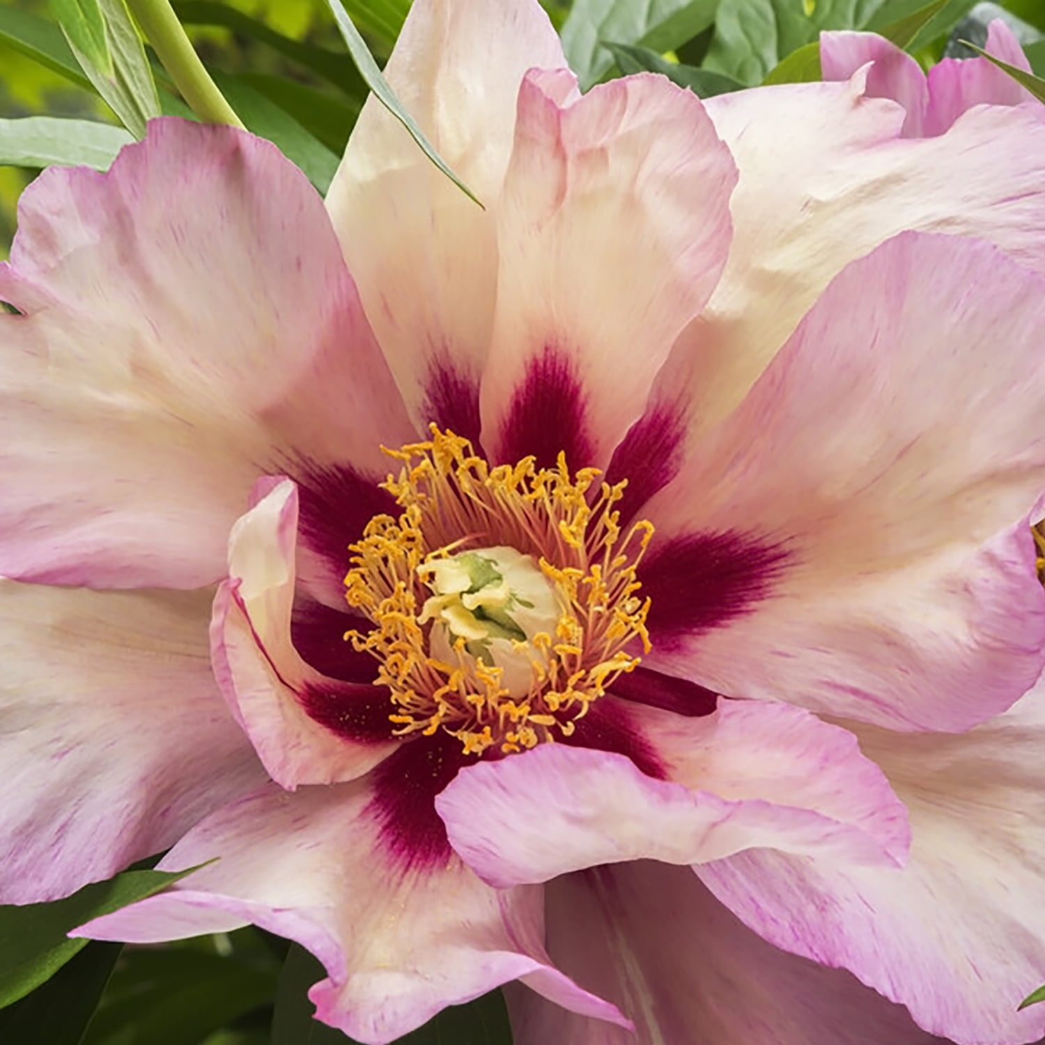 Van Zyverden Itoh Peony Callies Memory Set of 1 Plant Root Yellow ...